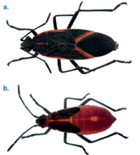 Alerta sanitaria: Infórmate acerca la plaga del chinche del arce ...
