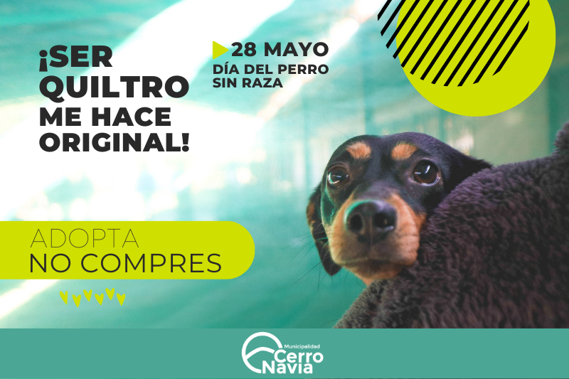 En el Día del Perro sin Raza: Adopta NO compres - Municipalidad de ...